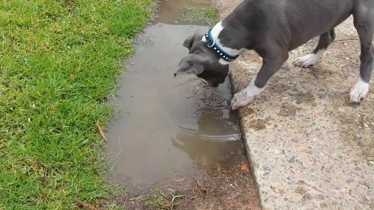 10 week old Blue American Staffy playing in a puddle - YouTube