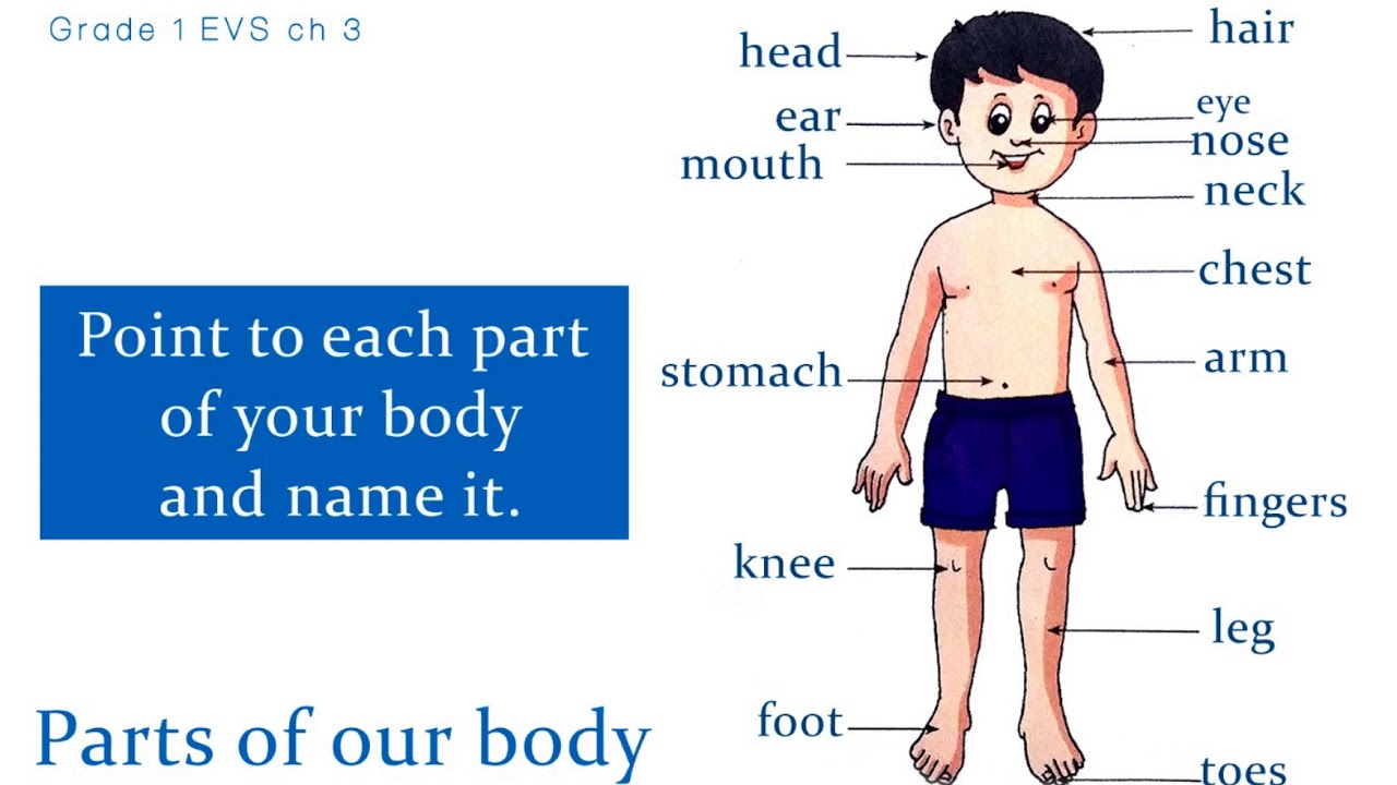 Grade -1 EVS Our Body - YouTube