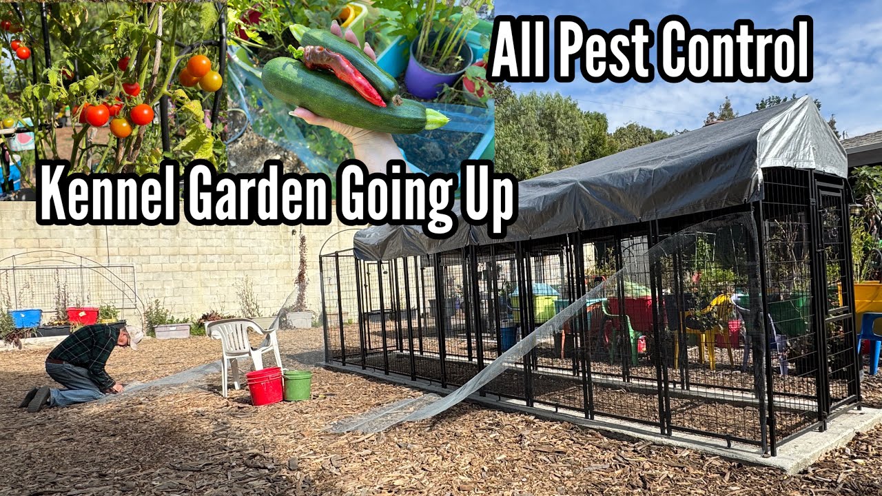 Pest Free Vegetable Garden Dog Kennel, PERFECT Gardening Method to Keep ...