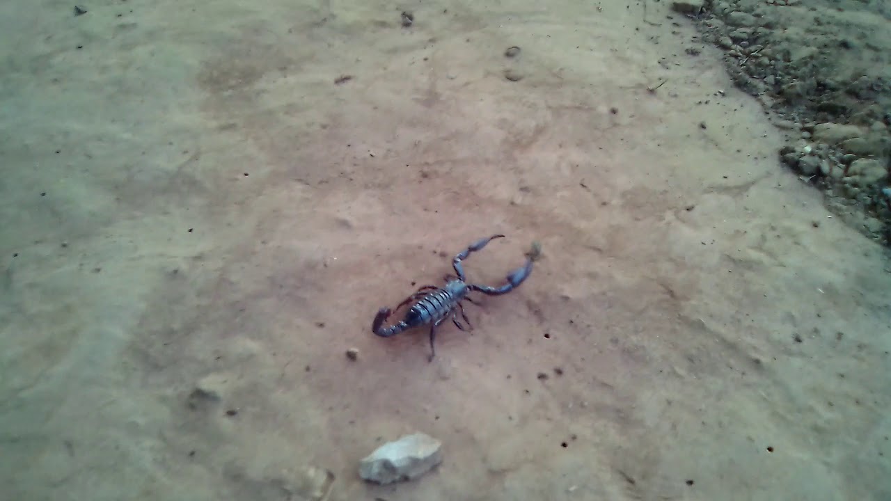 Scorpio in Nepal - YouTube