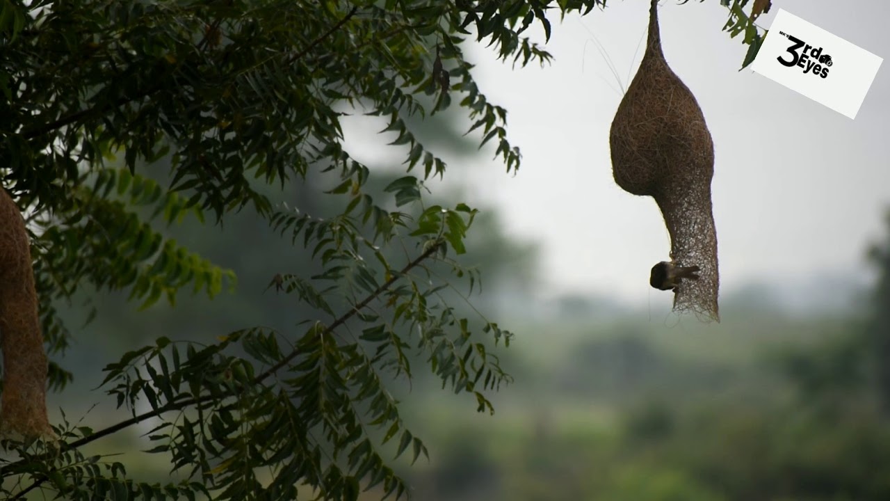 Gijigadu (baya weaver) bird's video - YouTube