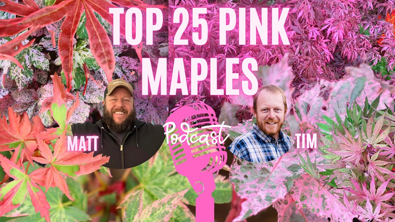 Top 25 Pink Maples to Improve Your Garden Design | Pink Plants Part 2 ...