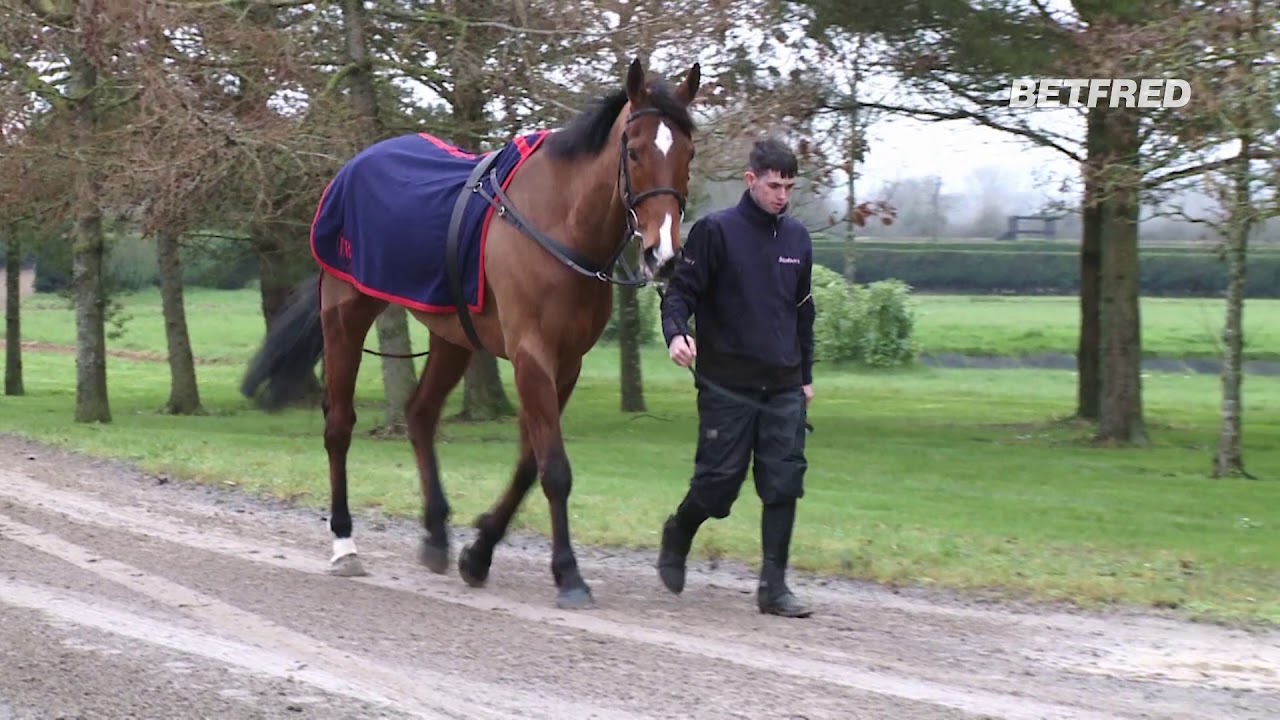Cheltenham Festival Stable Tour: Enda Bolger & Stand Up & Fight - YouTube