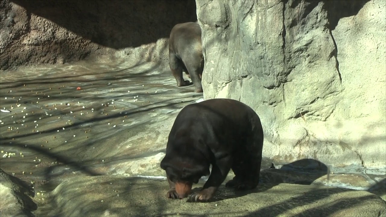 New sun bears explore Topeka Zoo exhibit