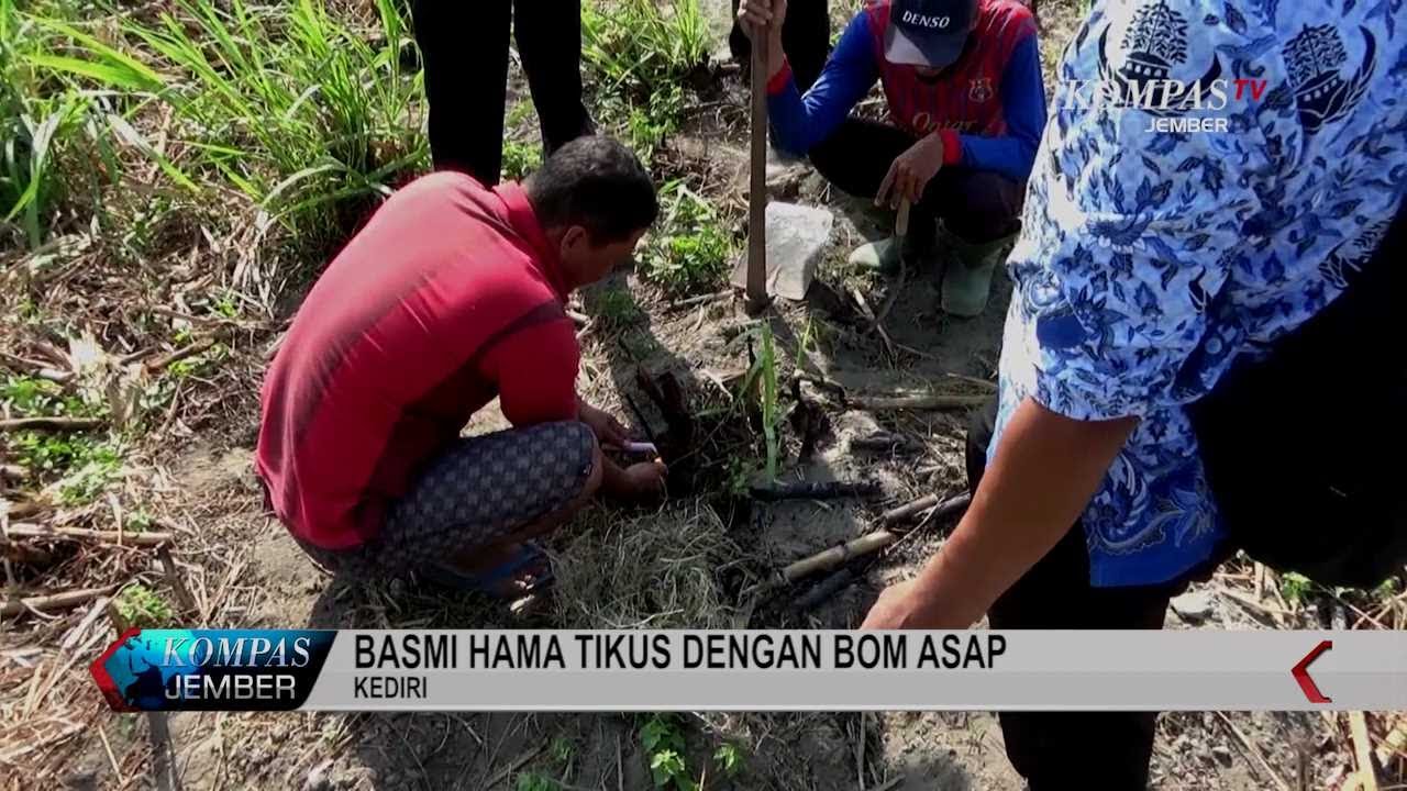 Basmi Hama Tikus Dengan Bom Asap - YouTube
