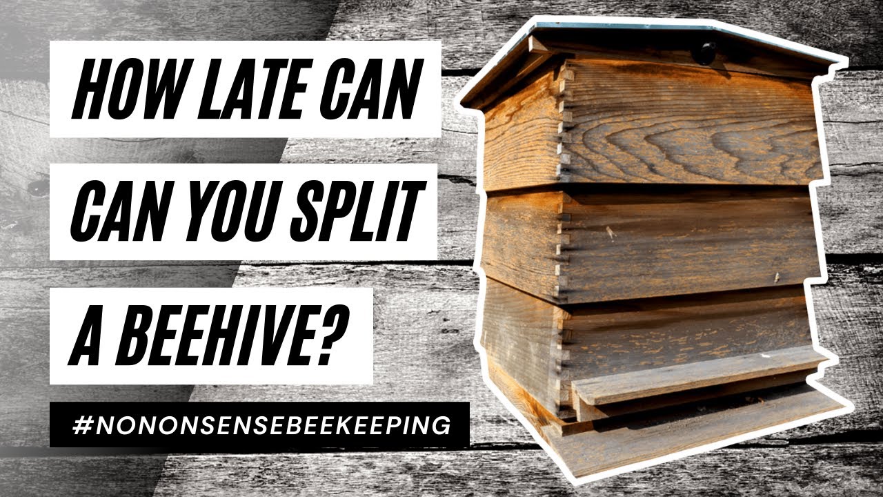How Late Can You Split A Beehive When To Make Splits When To Split How Late Can You Split A Beehive When To Make Splits When To Split