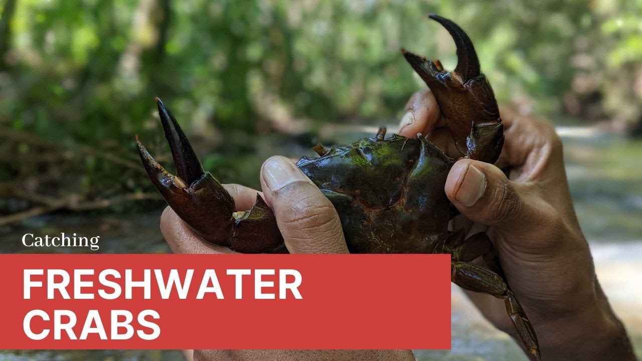 Traditional Freshwater Crab Fishing | Goa, India | Fishing Techniques ...