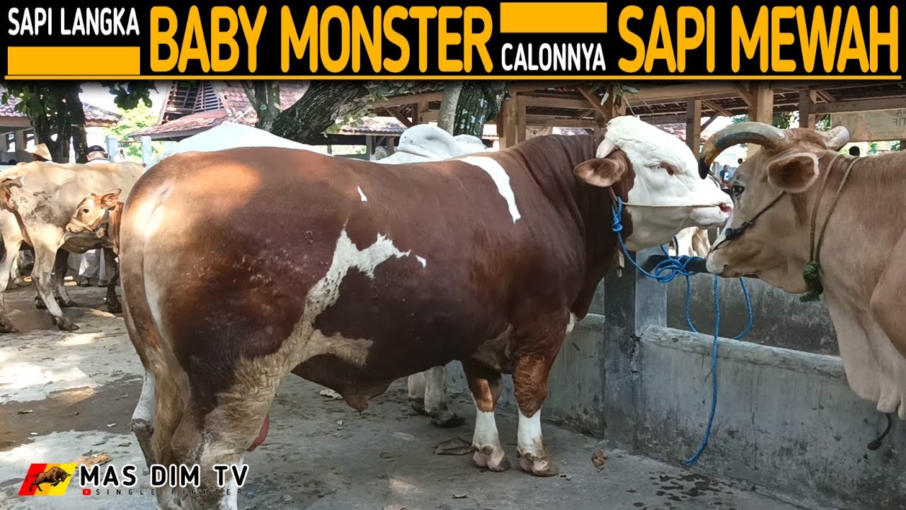 Sapi Langka !! Baby Monster Simental Super Calon Sapi Mewah !! BB 601 ...