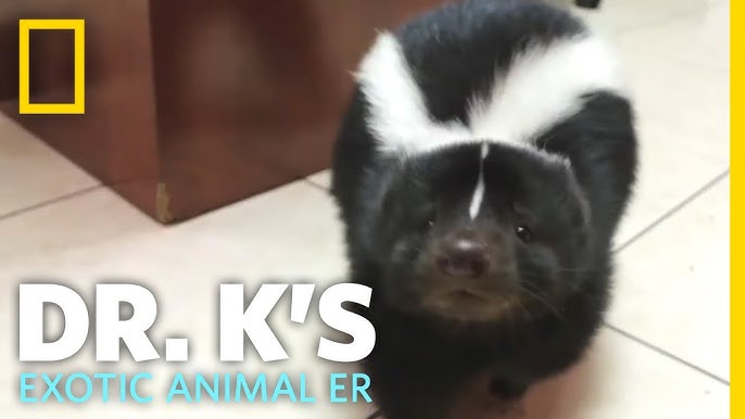 Pet Skunks
