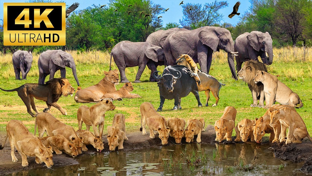 4K African Animals: Chobe National Park - Scenic Wildlife Film With ...