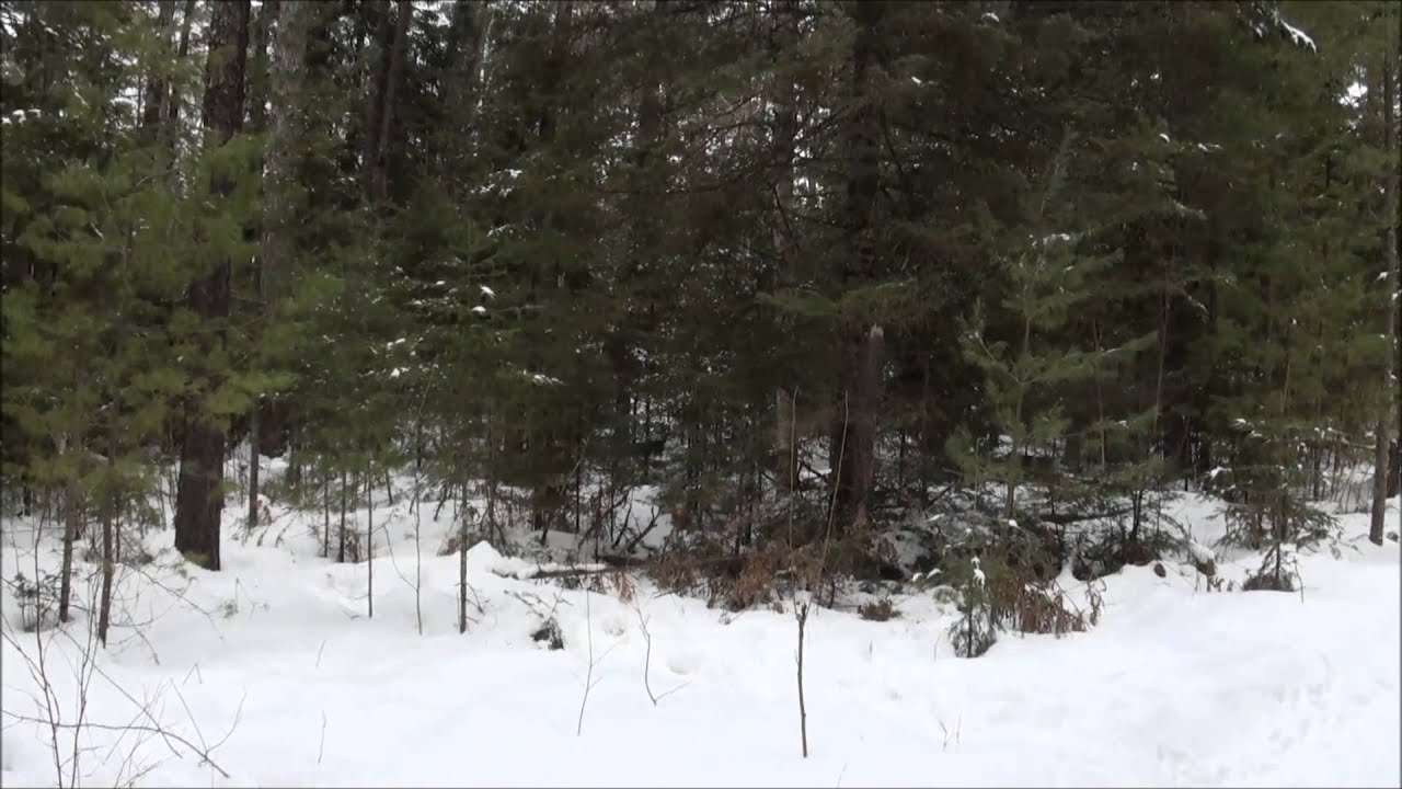 Snowshoe Hare Hunting With Beagles 2/25/16 - YouTube