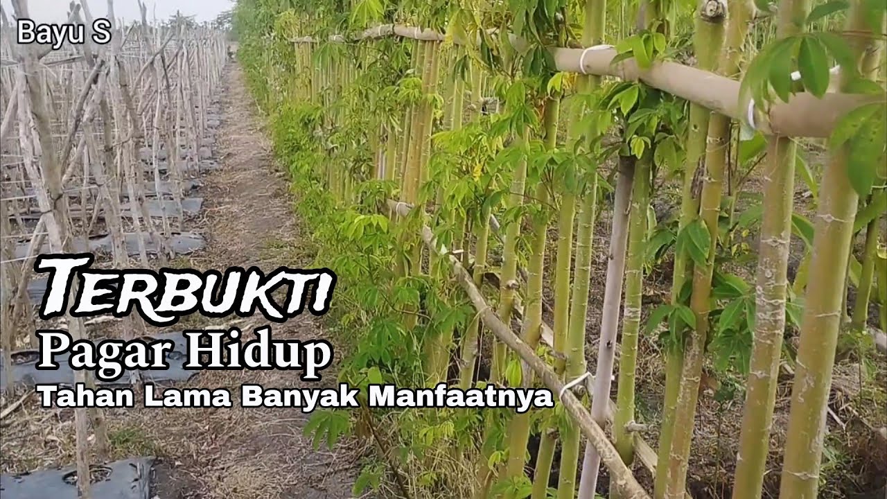 Pagar Hidup Tahan Lama Banyak Manfaatnya - YouTube
