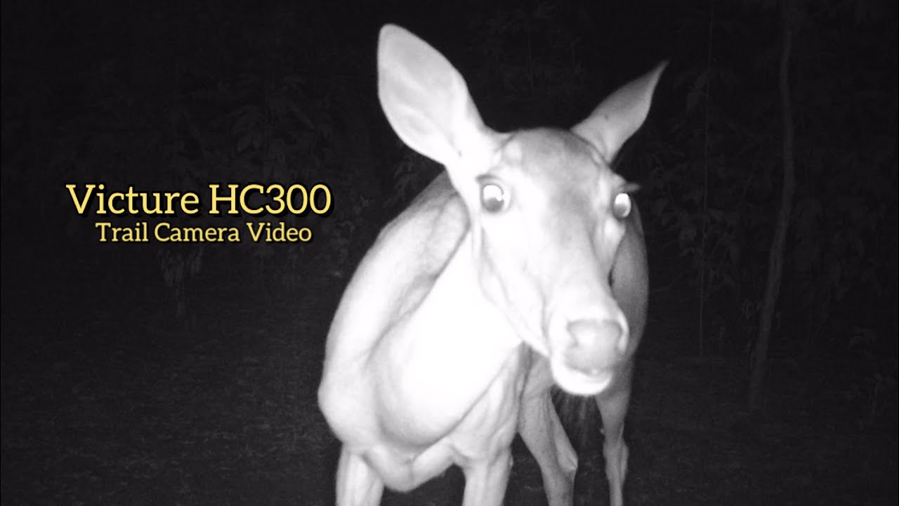 Wildlife Cam Victure HC300 Trail Camera Video - YouTube