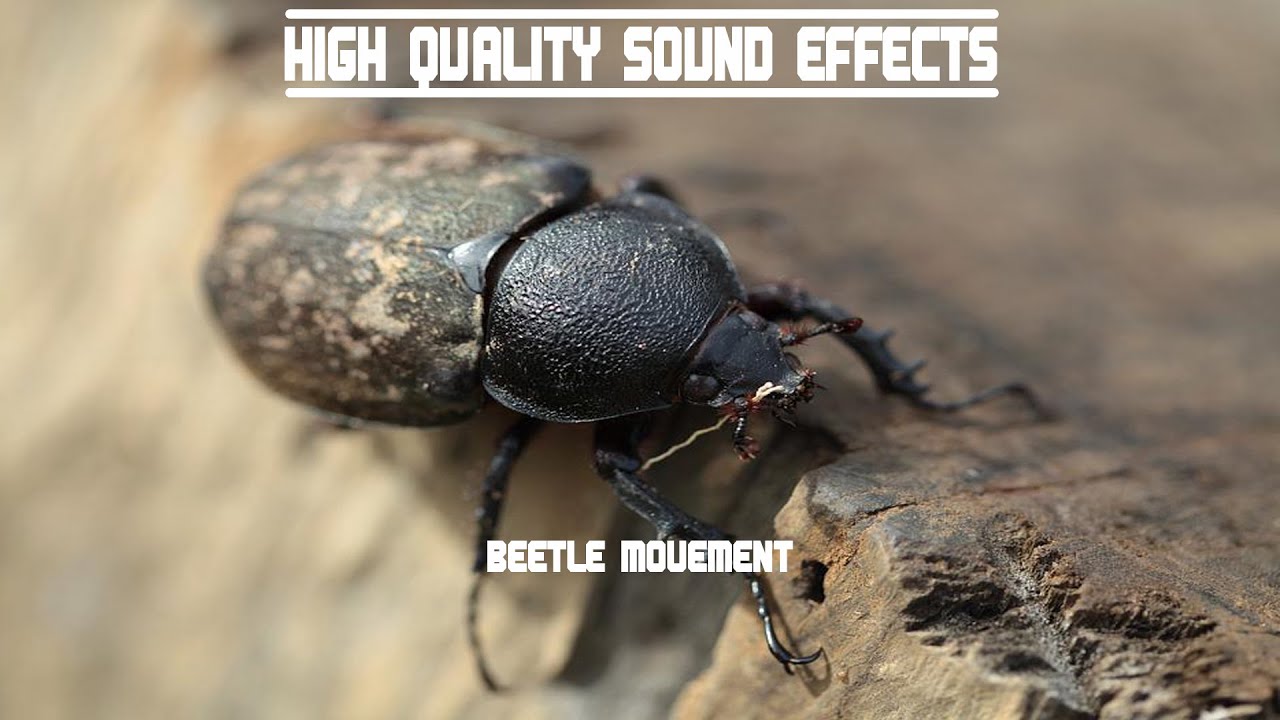 High Quality Sound Effects [Beetle Movement] - YouTube
