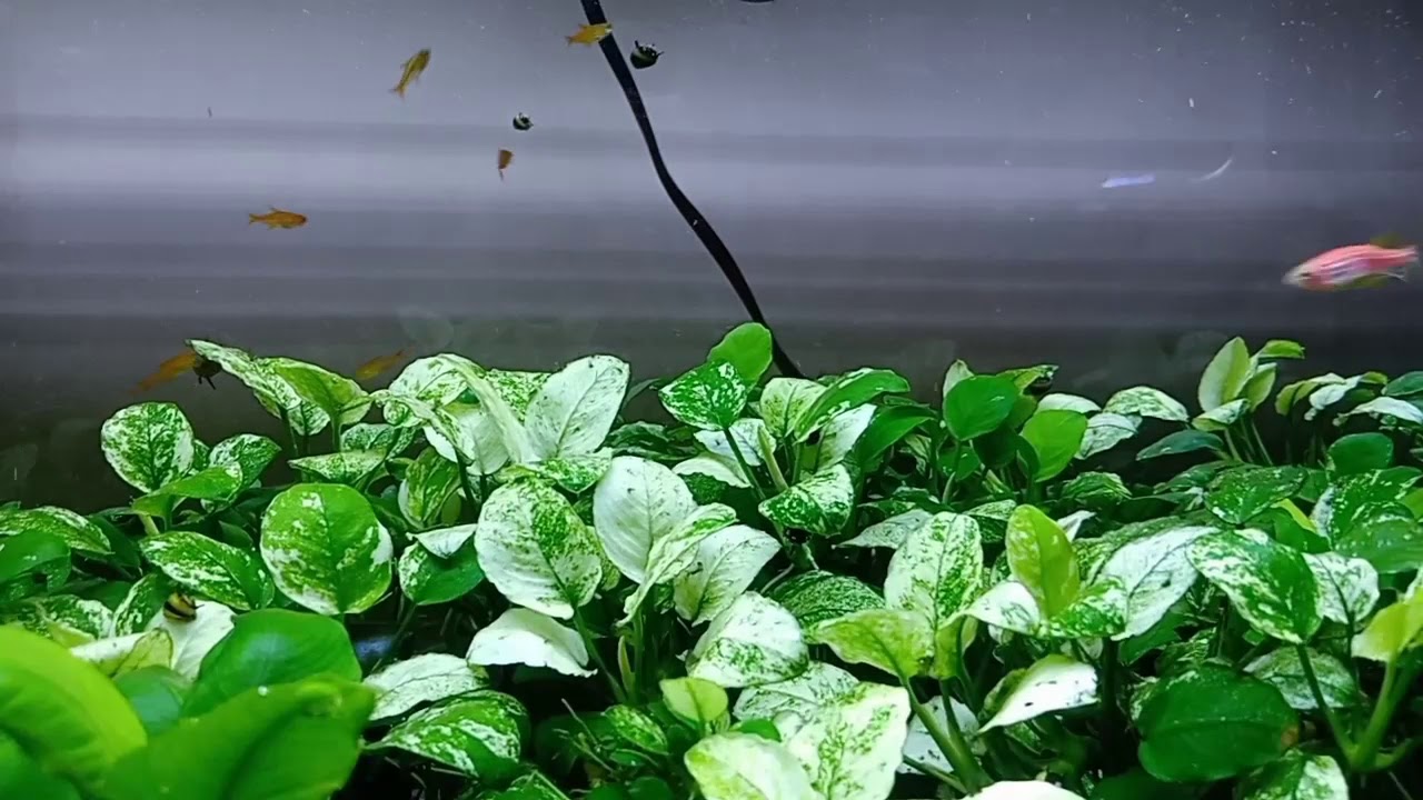Ikan Amandae / Ember Tetra untuk Aquascape - YouTube