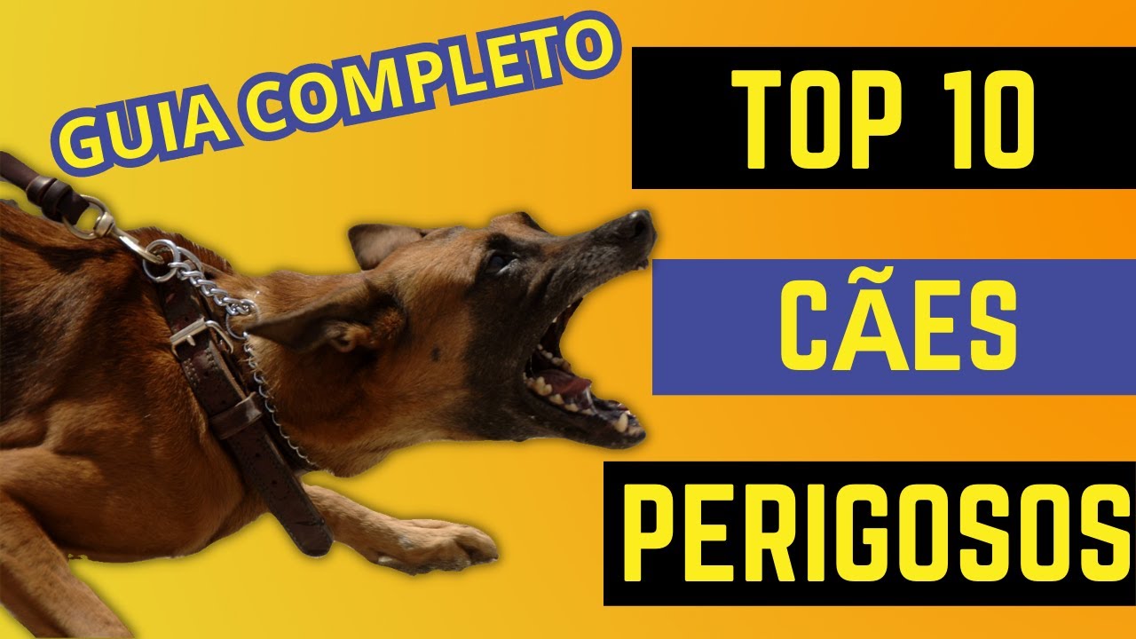 GUIA COMPLETO DAS RAÇAS DE CÃES MAIS PERIGOSAS E PROIBIDOS NO MUNDO ...
