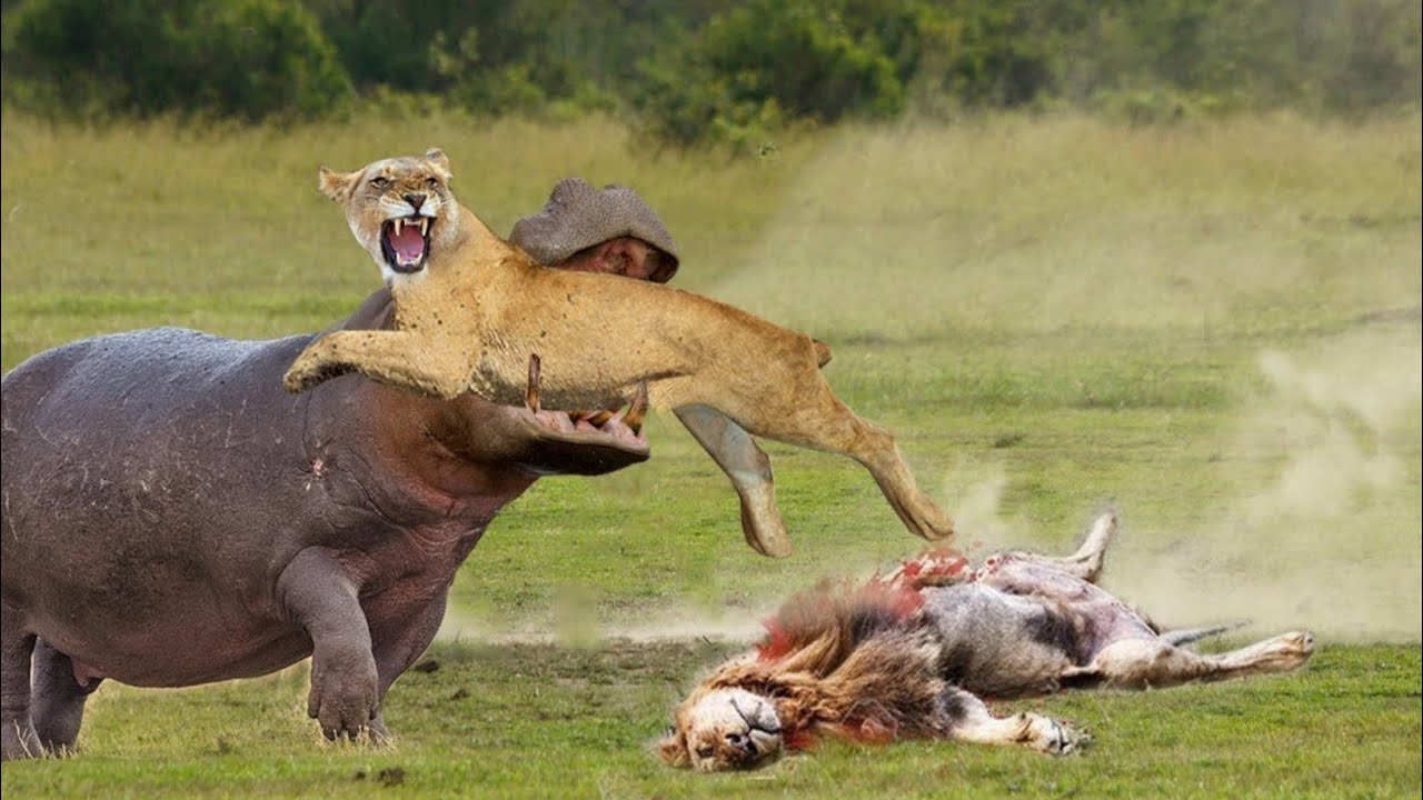 Hippos Attacked Their Enemies And Crushes Wild Animals Its Wide Mouth ...