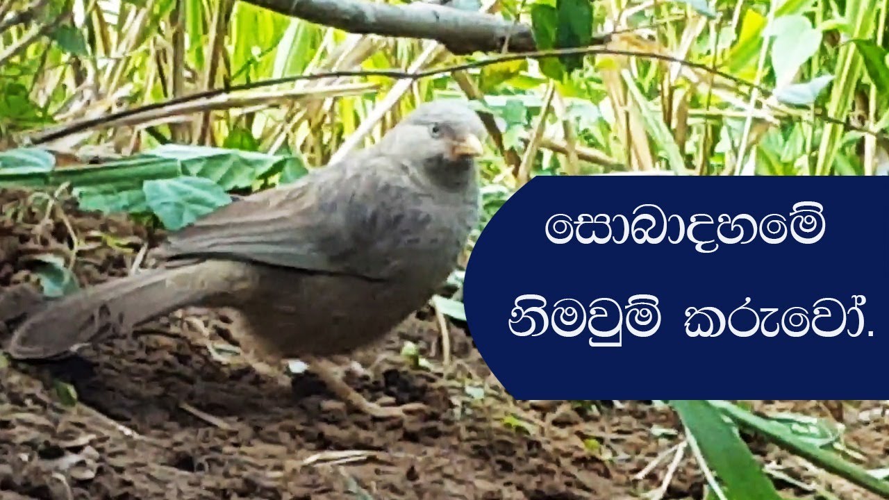 දෙමලිච්චා Inventors of nature billed babblerand voice. sri lanka ...