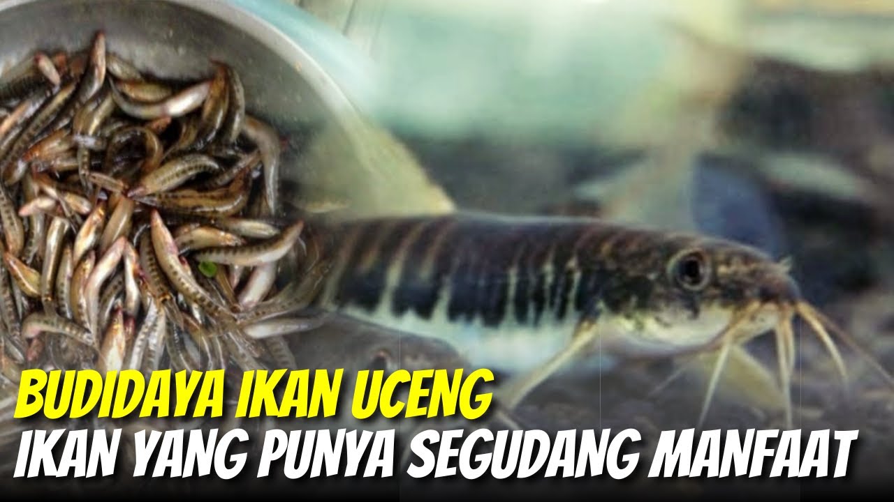 Budidaya Ikan Uceng, Ikan yang Punya Segudang Manfaat ! - YouTube