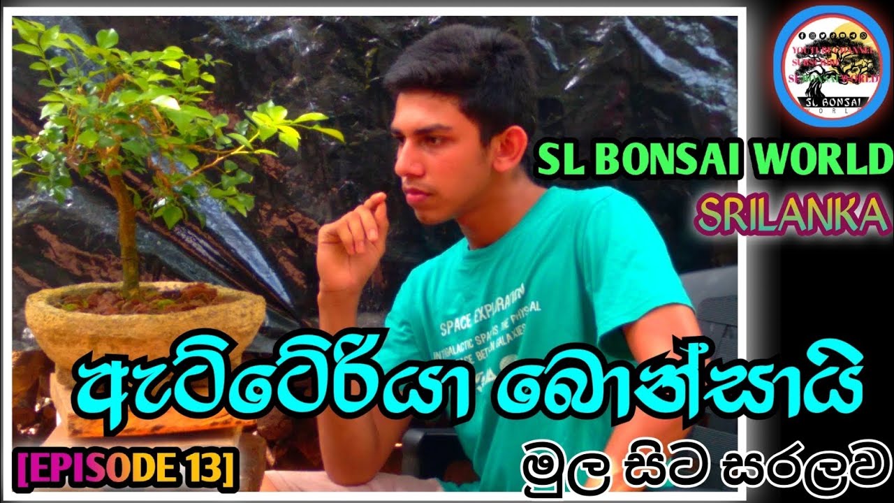 ඇට්ටේරියා බොන්සායි/කුඩාම වයසේ සිට තමා බොන්සායි පිලිබද ගත් දැනුම/How to ...