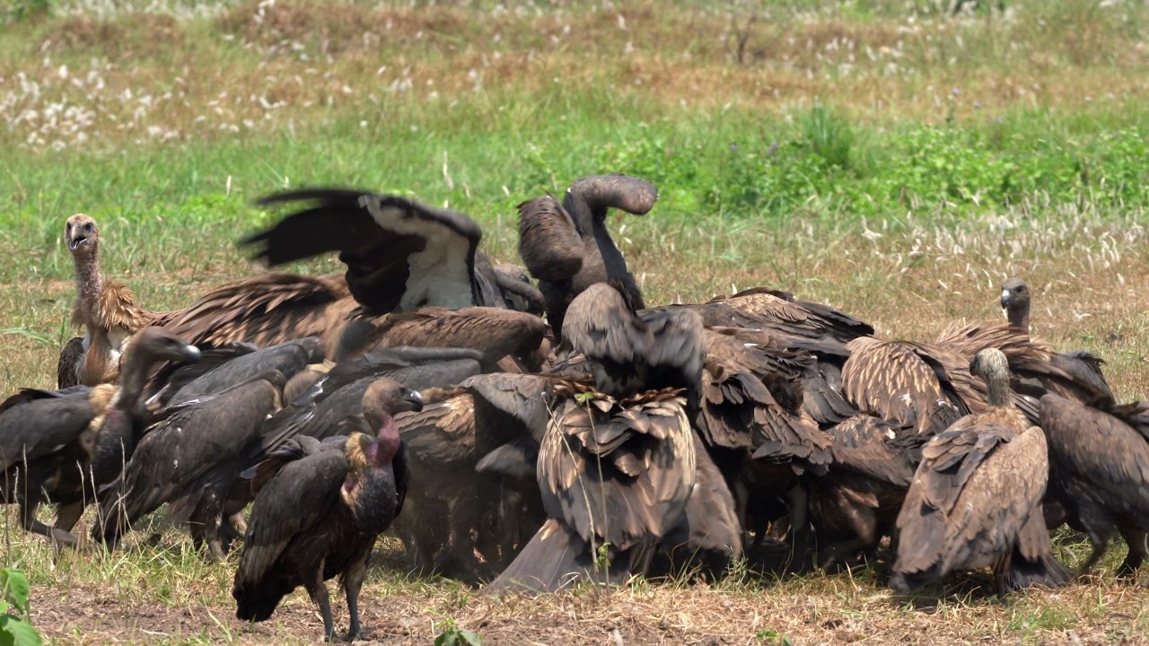 Vulture Fighting over Carcass - YouTube