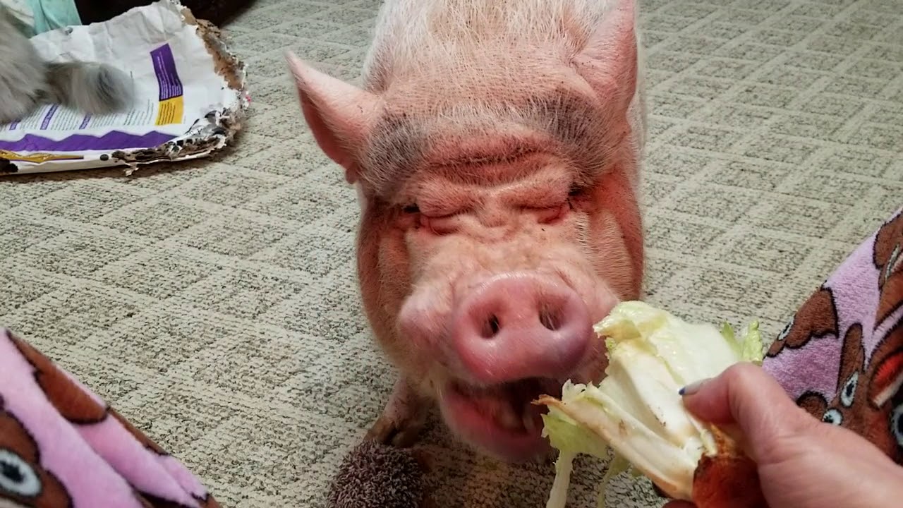 SAMMY THE HAMMY THE SMILING PIG! - YouTube