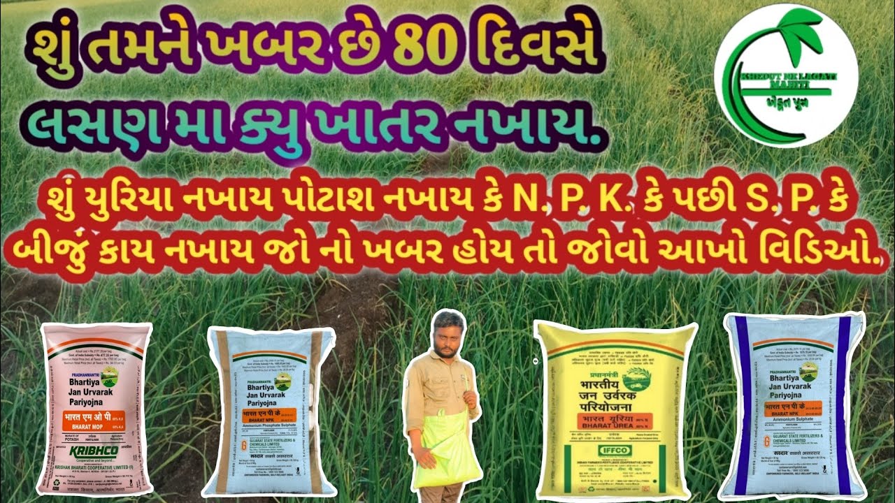 લસણ મા ક્યુ ખાતર નાખવા થી ફાયદો થાય/80 દિવસ ના લસણ મા ક્યુ ખાતર નાખી ...