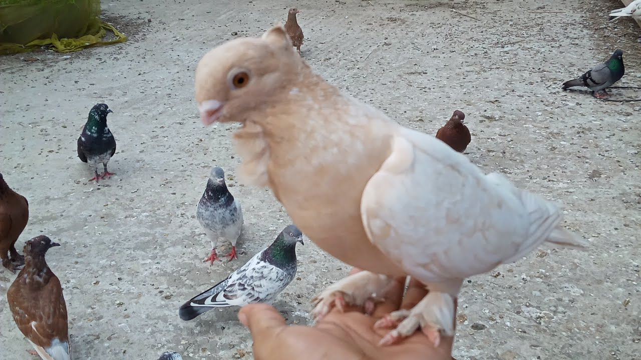 Shartin Pigeon Picture - YouTube