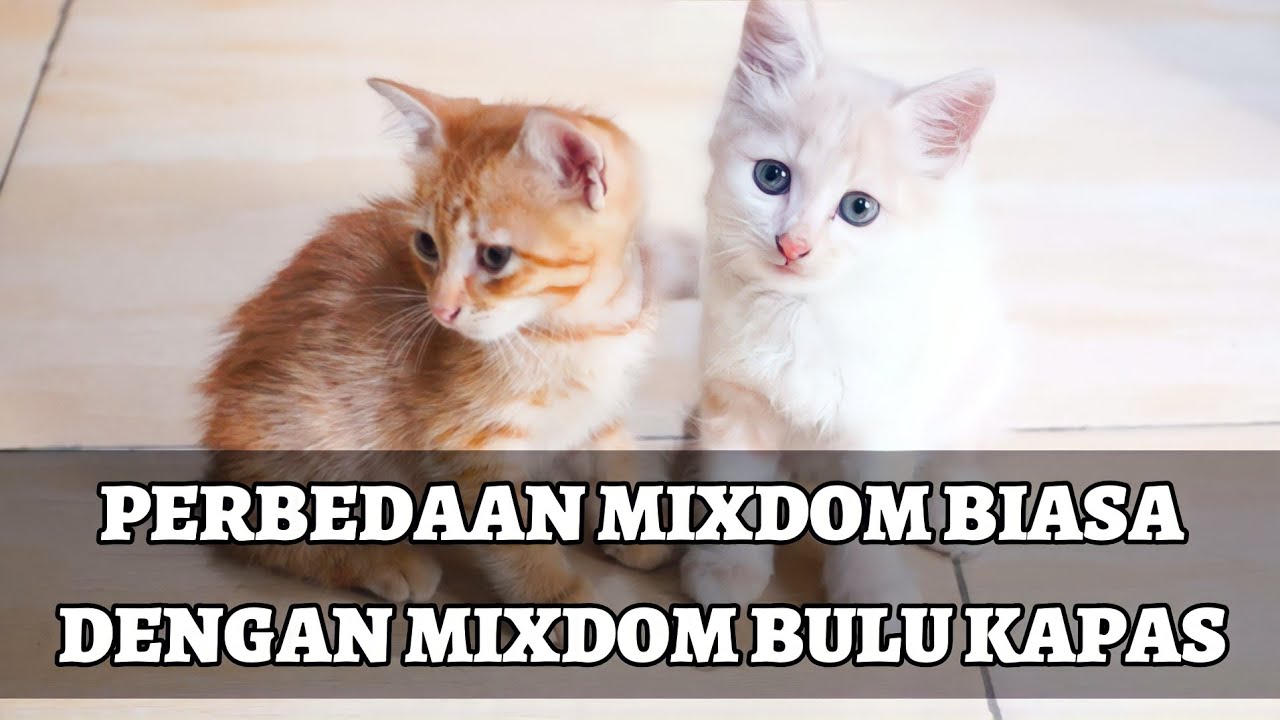 PERBEDAAN MIXDOM BIASA DAN MIXDOM BULU KAPAS - YouTube