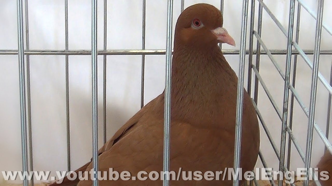Pigeon Carneau Jaune - M.J. Champion de France 2018 - Expo Avicole de ...