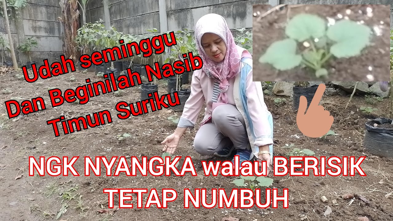 BONGKAR KEBUN : Timun Suri 1 minggu udah berlalu, JADINYA GINIII - YouTube