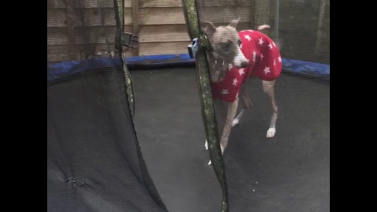Crazy whippet on a trampoline 🤣 - YouTube