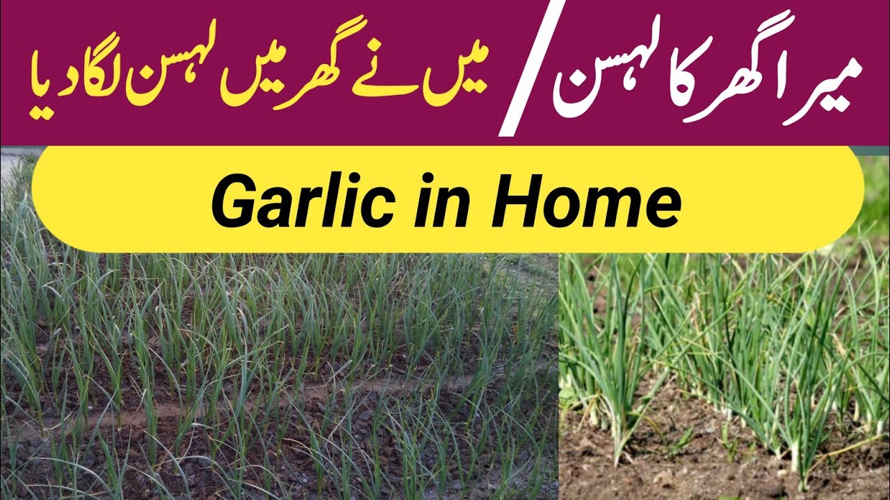 How to grow Garlic | Lahsan ki kasht | Garlic cultivation | garlic ...