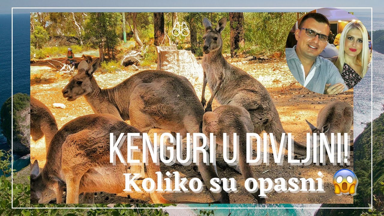 Druženje sa kengurima 🦘 | kenguri u divljini se pripitomili i ne plase ...