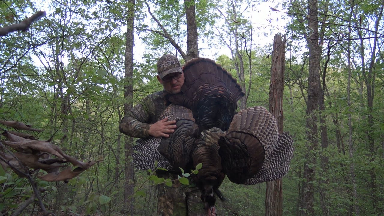 Straight off the roost Tennessee turkey season 2023 #3 - YouTube
