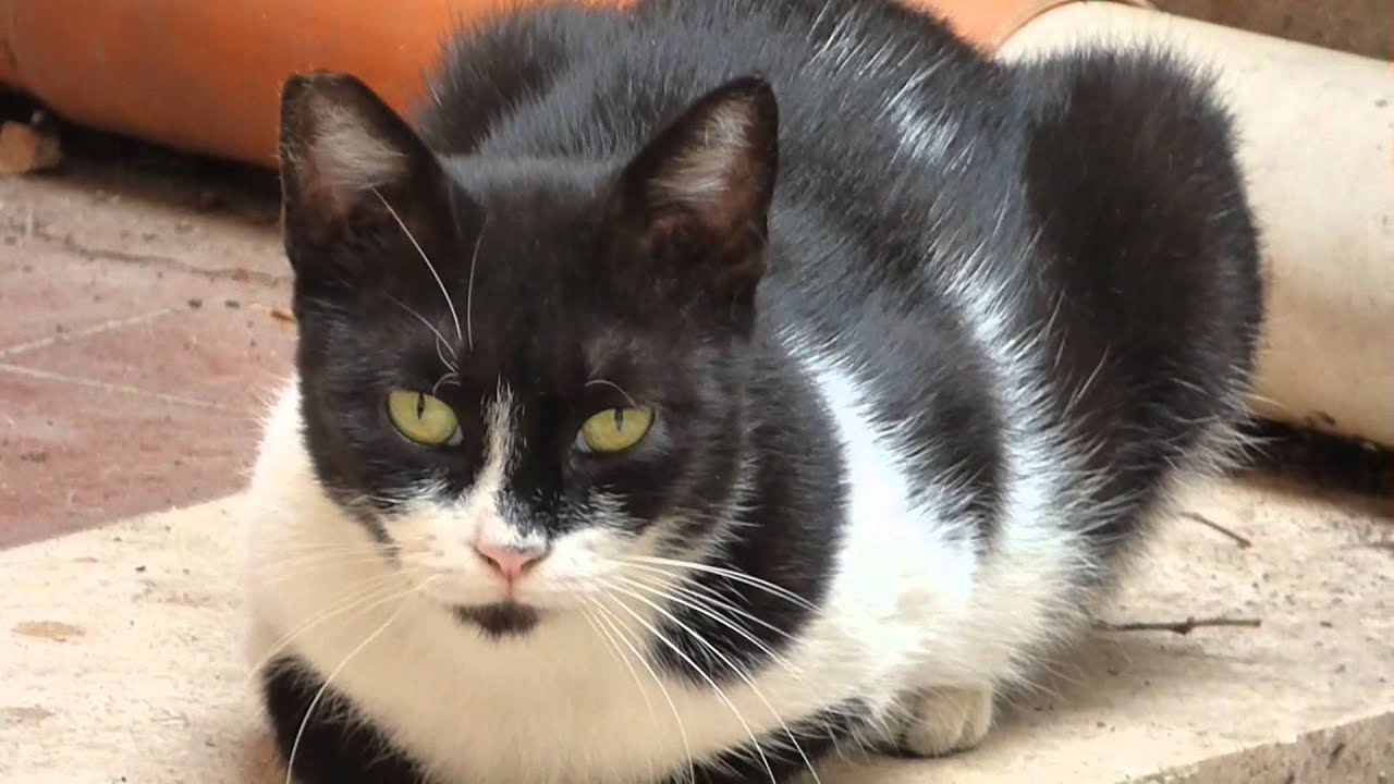 Sylvester cat in the real life - YouTube