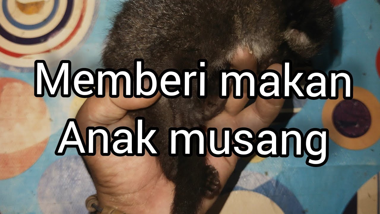cara memberi makan anak musang, cara memberi makan bayi Musang - YouTube