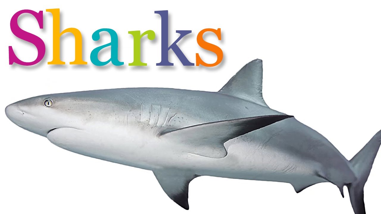 SHARKS | Animal Book for Kids Read Aloud - YouTube
