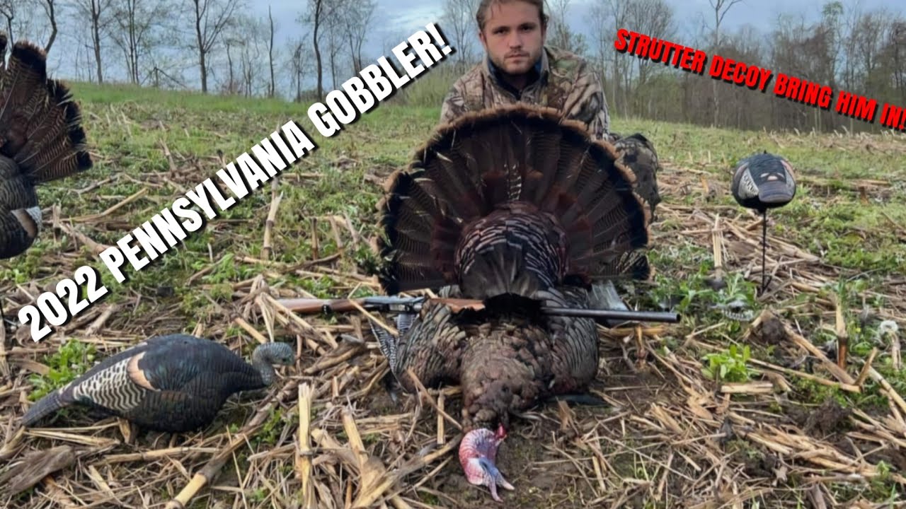 PENNSYLVANIA BOSS GOBBLER LOOKING FOR A FIGHT!! 2022 PENNSYLVANIA ...
