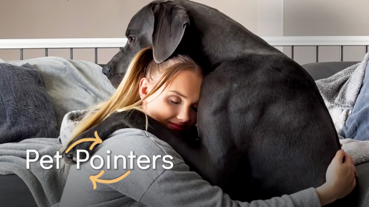 How To Prevent Lost Dogs | Pet Pointers - YouTube