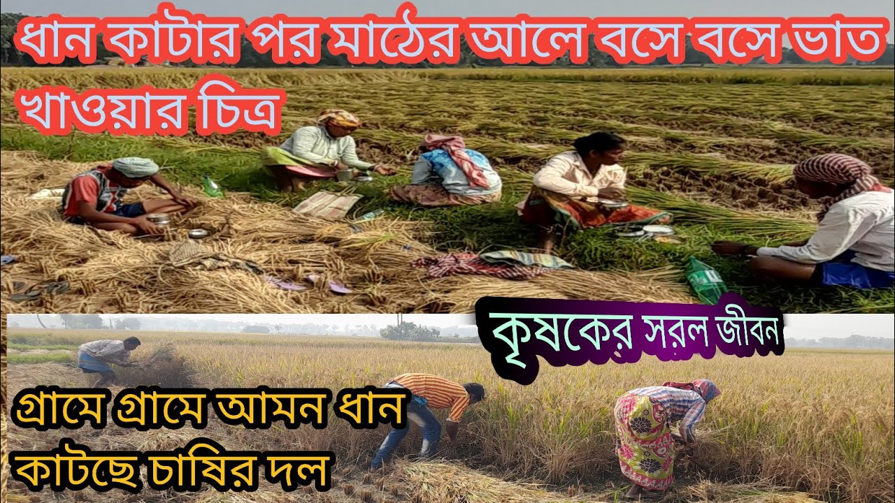 আমন ধান কাটা মাঠে ভাত খাওয়া ঠান্ডা শীতের আমেজ amon dhan kata partha ...