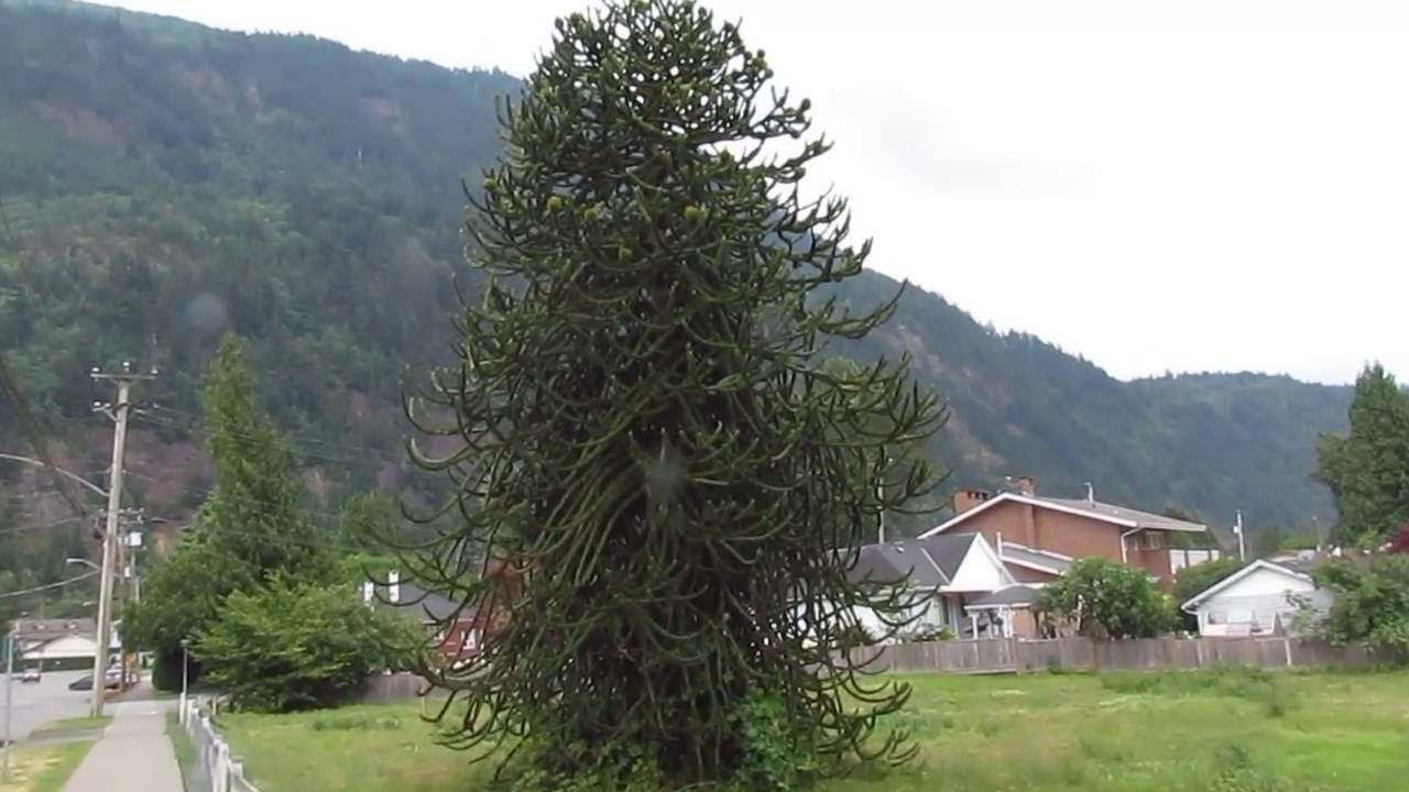 Giant Monkey Tree in Harrison Hot Springs BC - YouTube