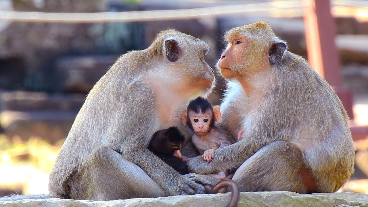 Amari monkey group need much members so they tries to give new more ...