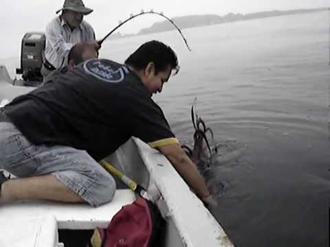 Cazando al Calamar Gigante 002.MPG - YouTube