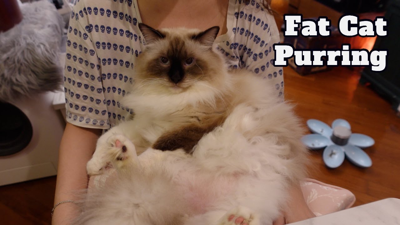4K My Fat Fluffy Cat purring deep sleep piano music 4 Hours song - YouTube