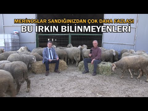 Merinoslar Sandığınızdan Çok Daha Fazlası!