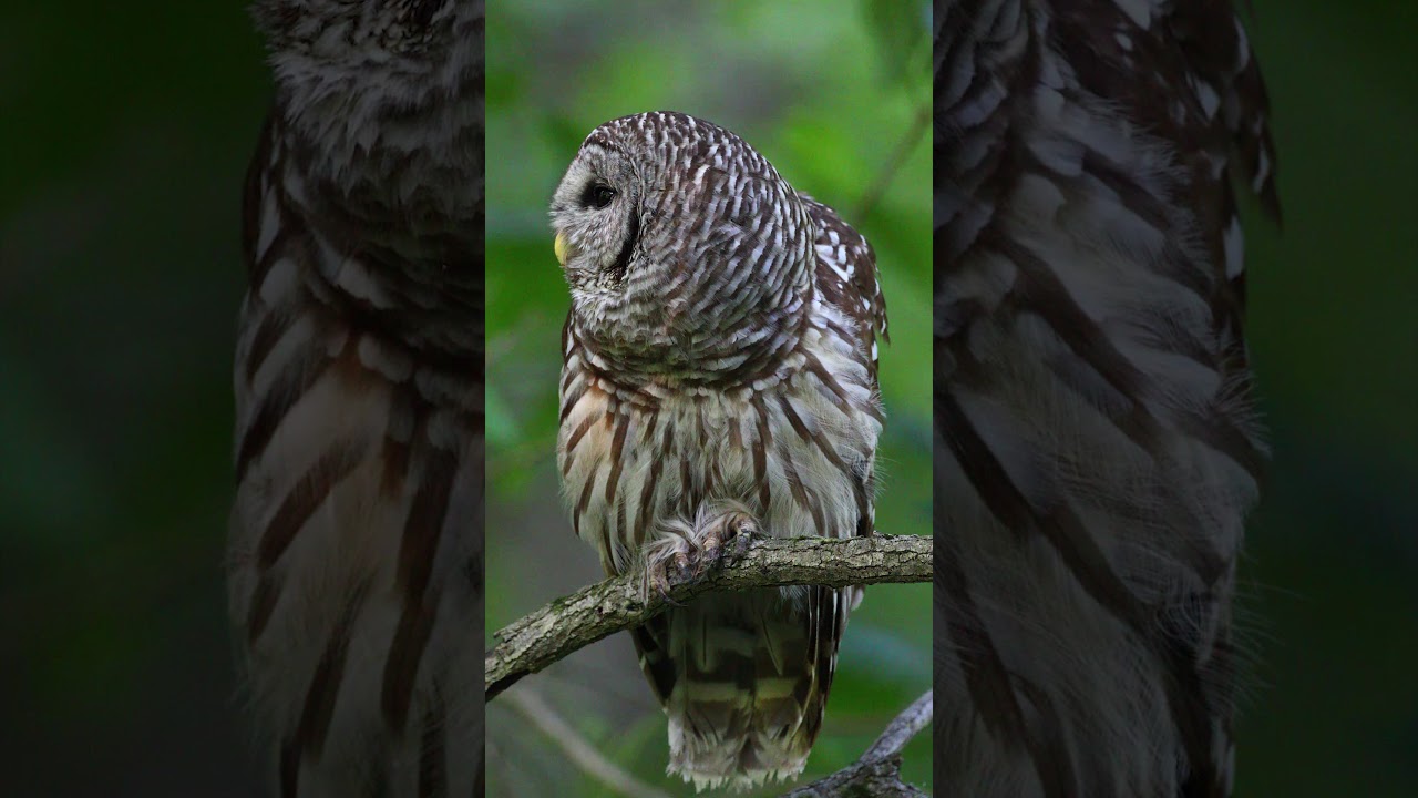 Barred Owl calling. - YouTube
