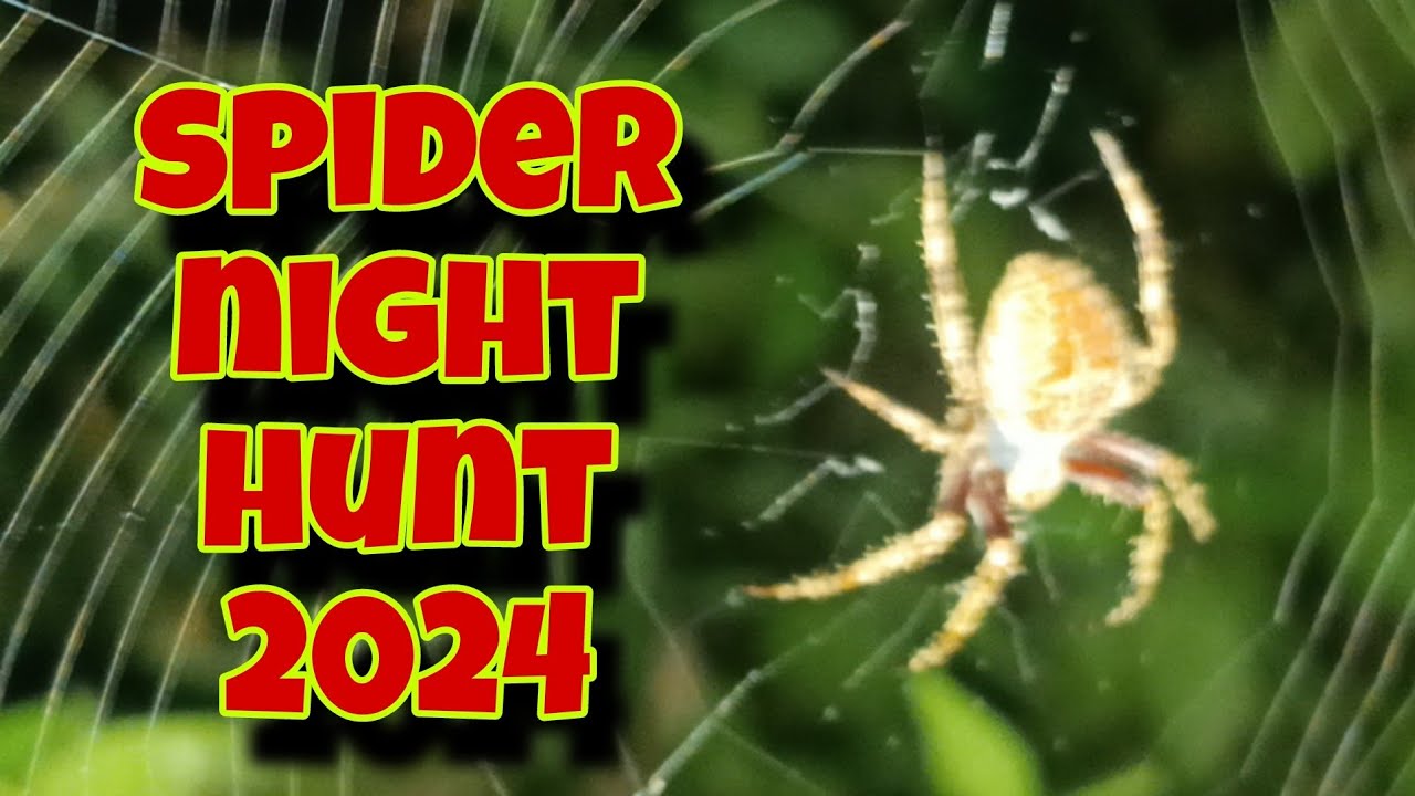 Spider night hunt 2024 - YouTube