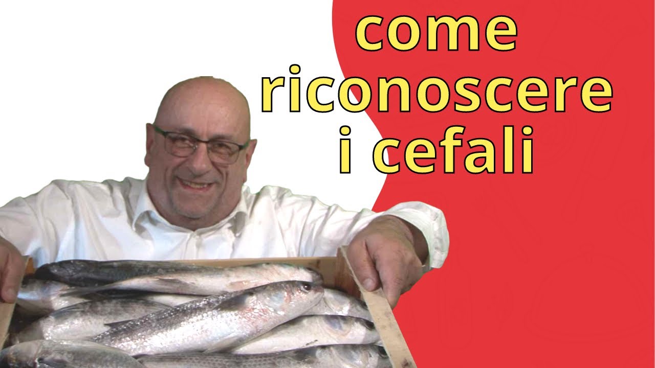 Cefalo: Un pesce da riconoscere e riscoprire? - YouTube
