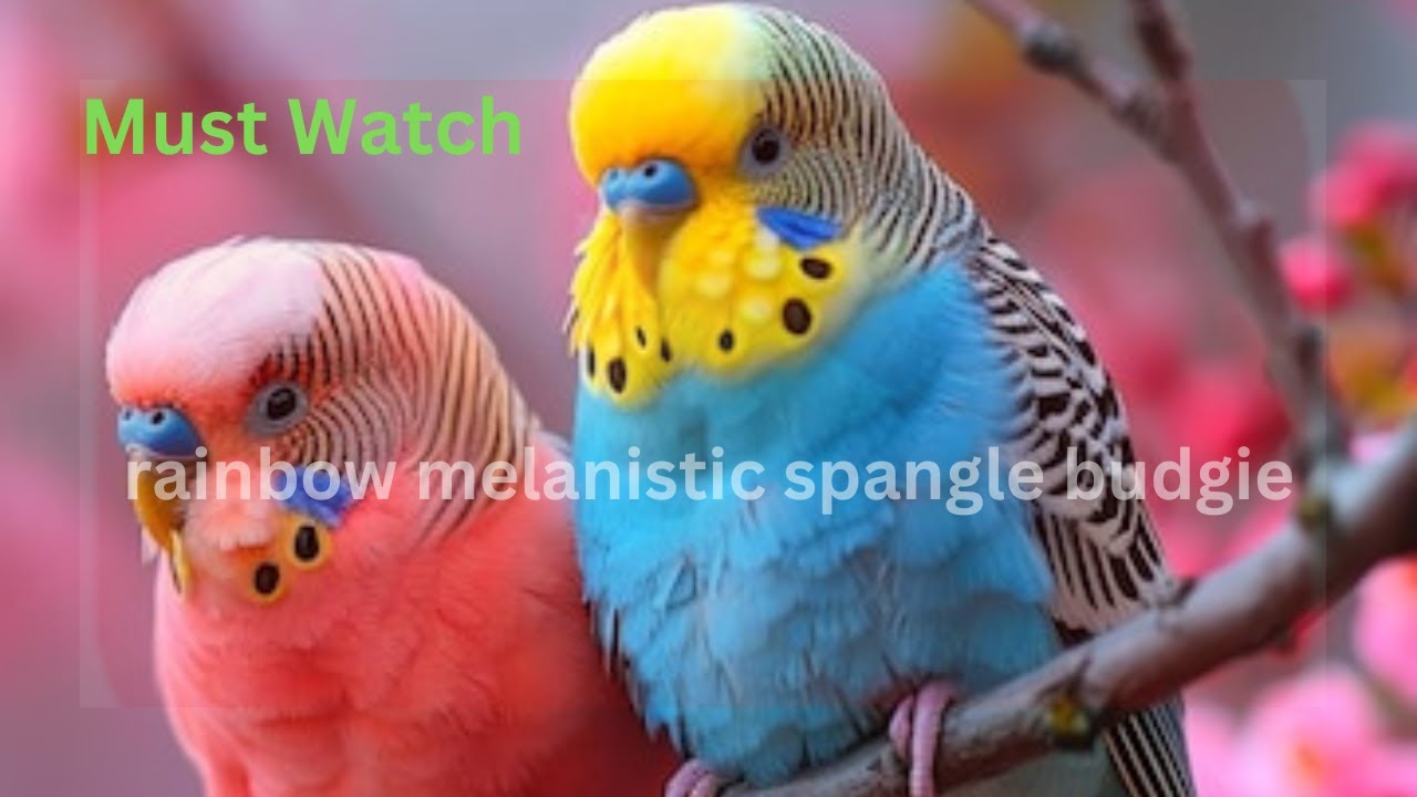 7 Days with a RAINBOW SPANGLE BUDGIE vs. 7 Days with a NORMAL Budgie ...